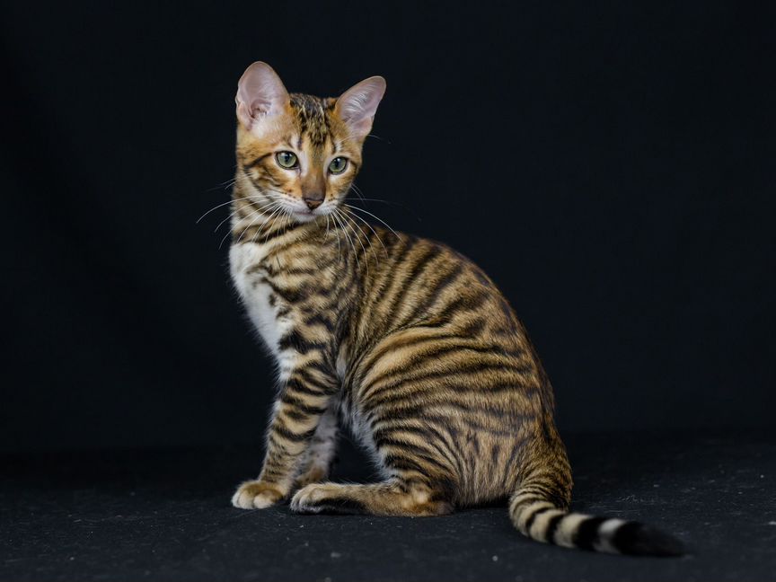 Котенок породы тойгер