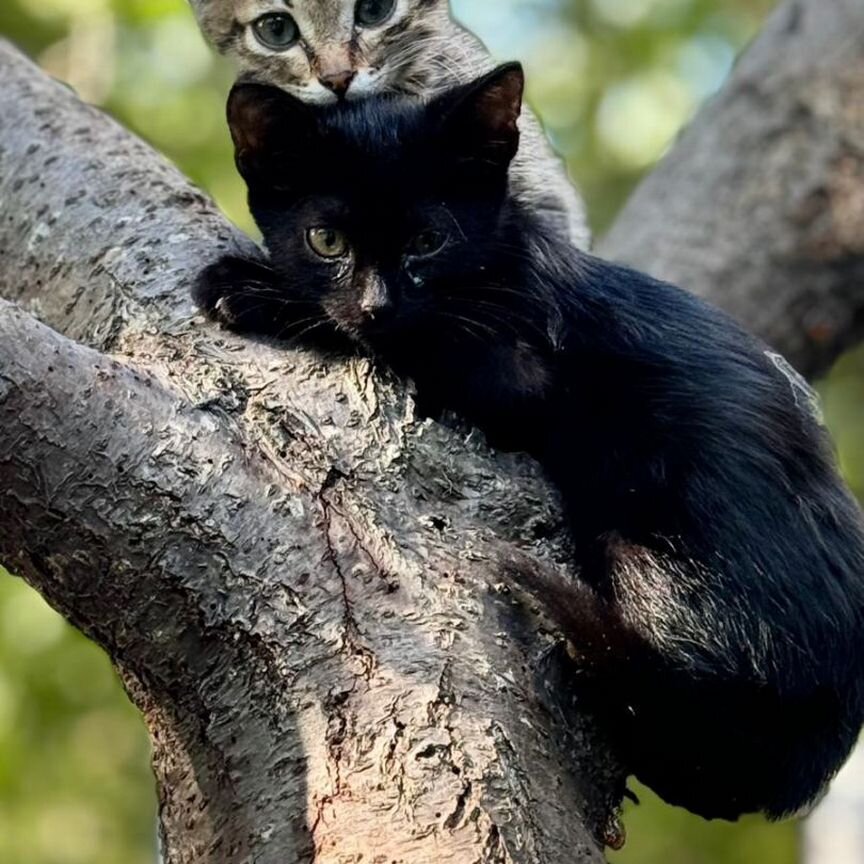 Котята ищут дом