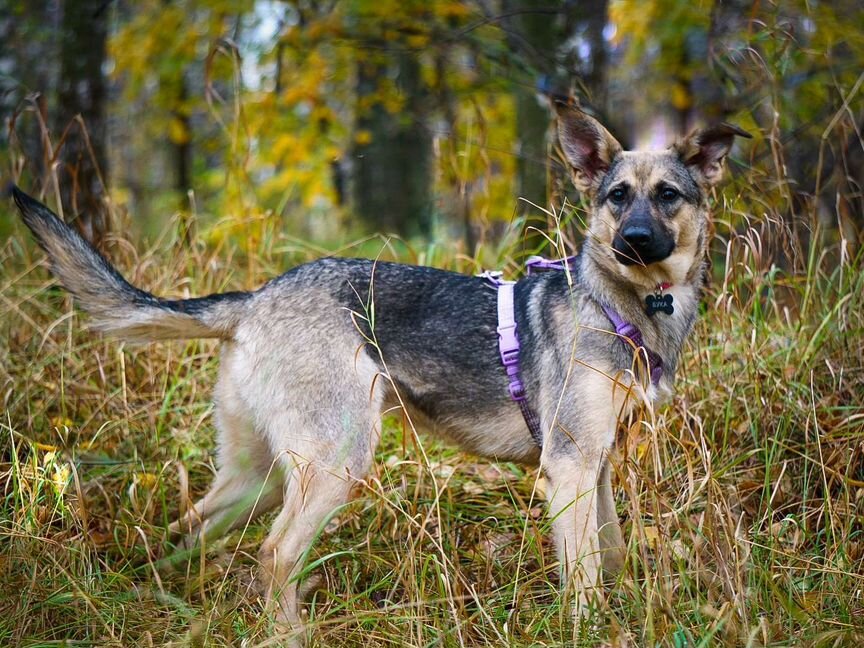 Щенок в добрые руки / бесплатно