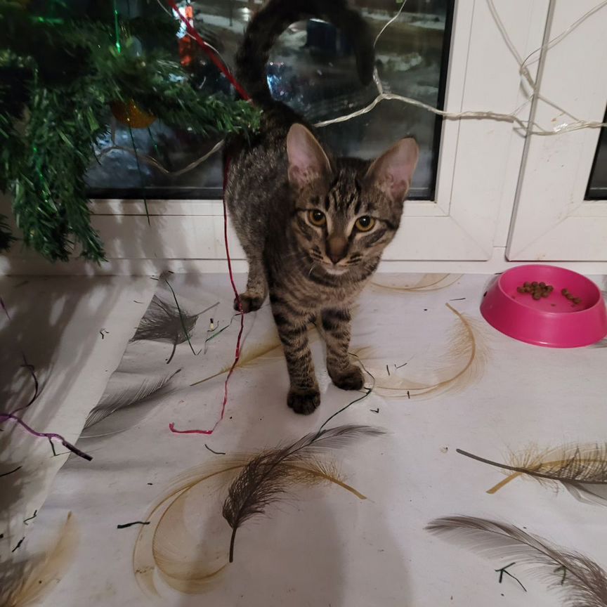 Котенок в добрые руки