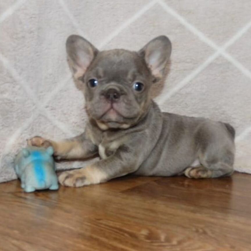 Французский бульдог