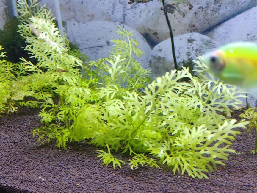 Индийский папоротник