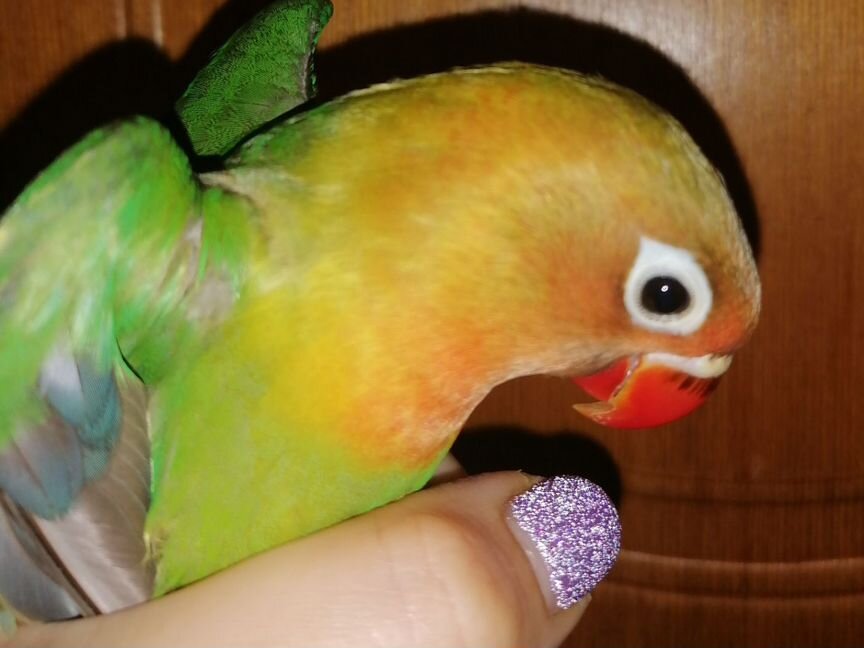 Неразлучники