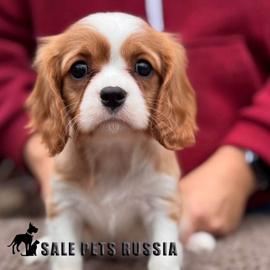 Кавалер Кинг Чарльз спаниель, щенки бленхейм
