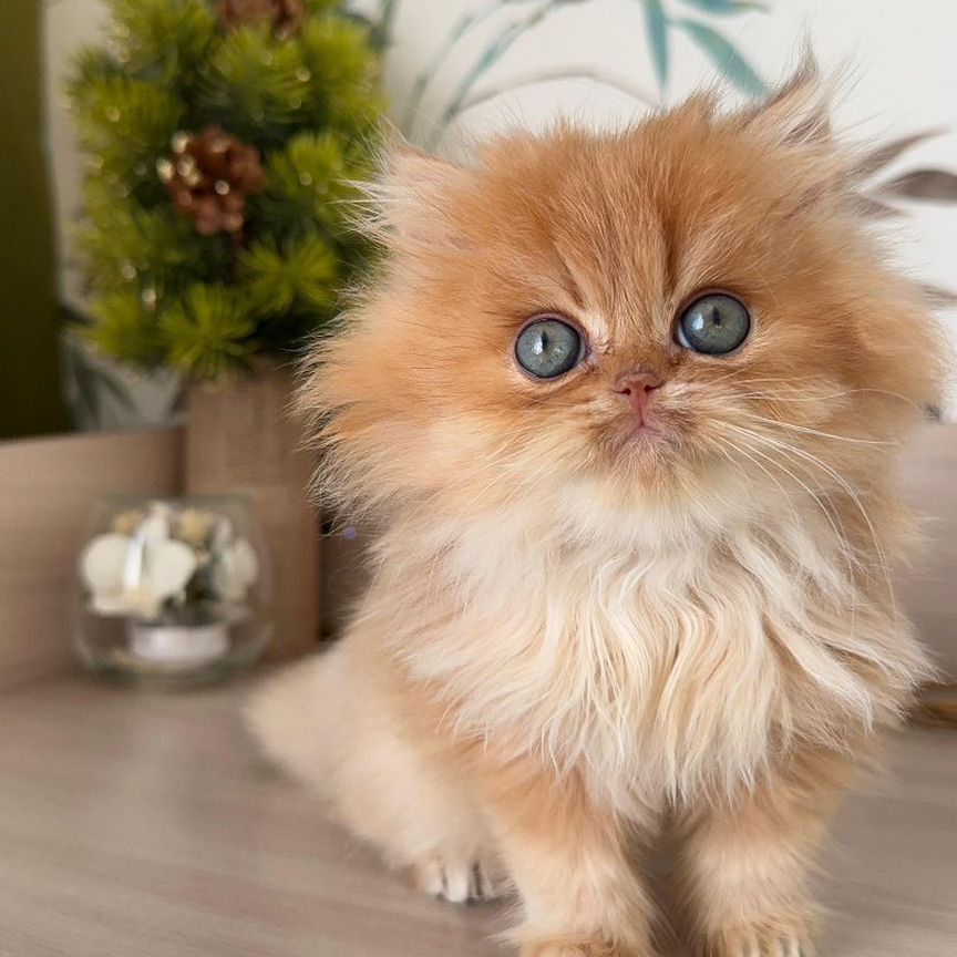 Британский котенок Джаспер