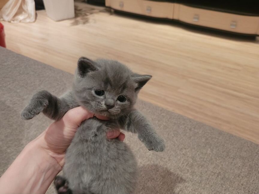 Шотландские голубые котята