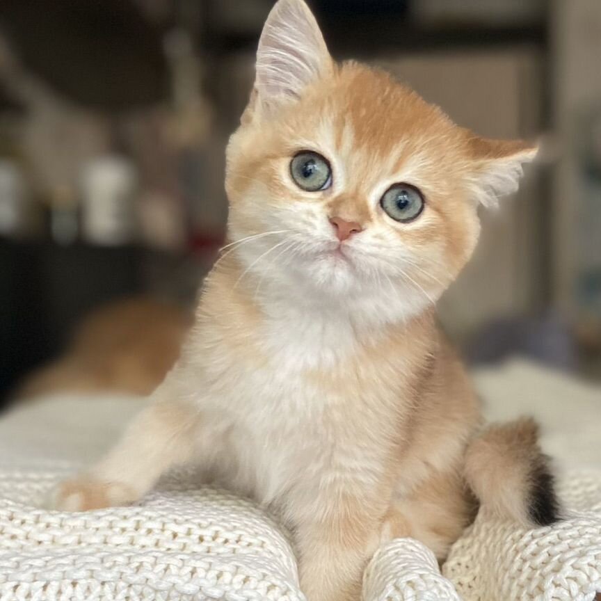 Шотландская кошечка Белла ny 12