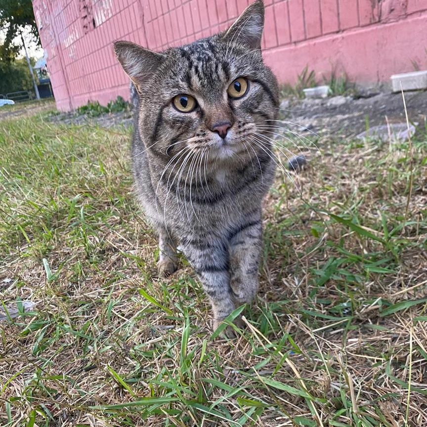 Домашний котик