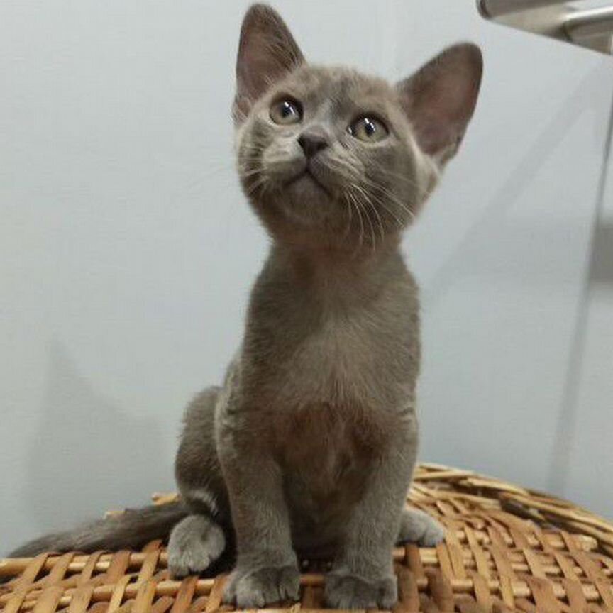 Бурма мальчик (с родословной)