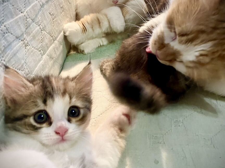Котята, только с грядки