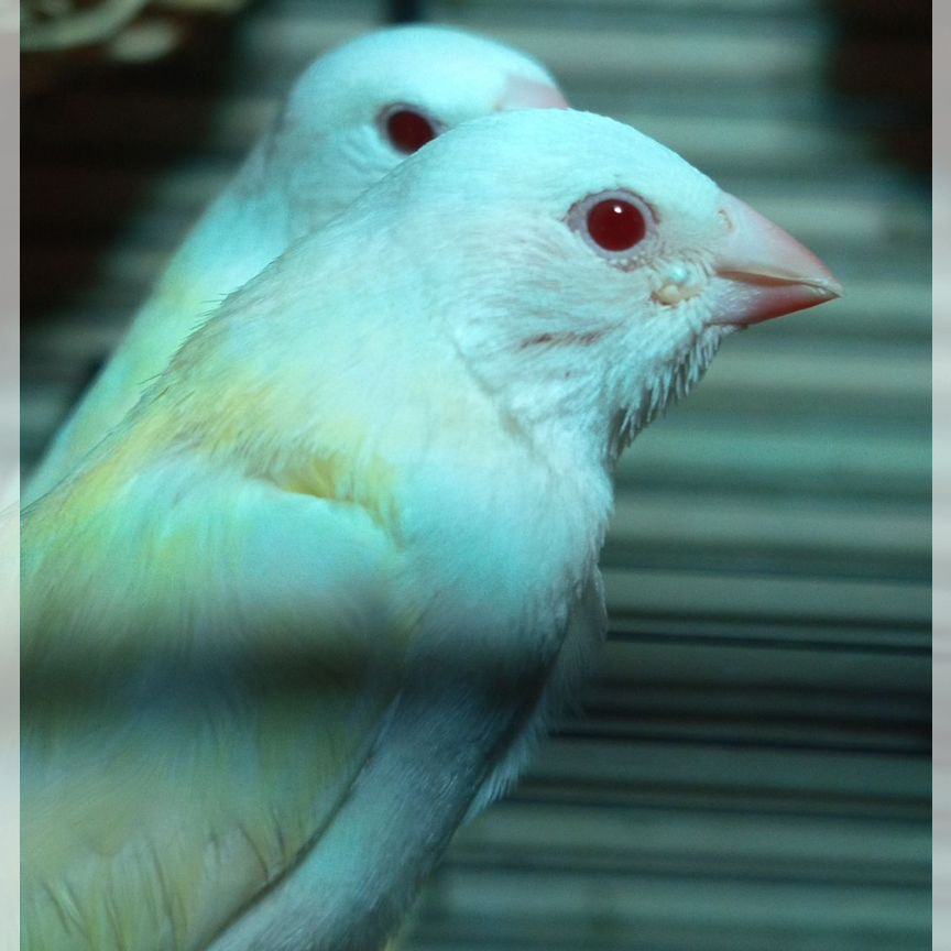 Амадины Гульда лютино