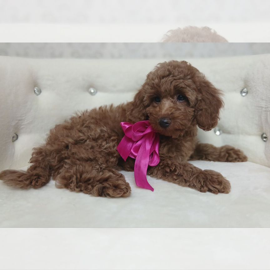 Пудель, щенок