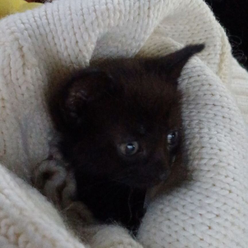 Черный котенок