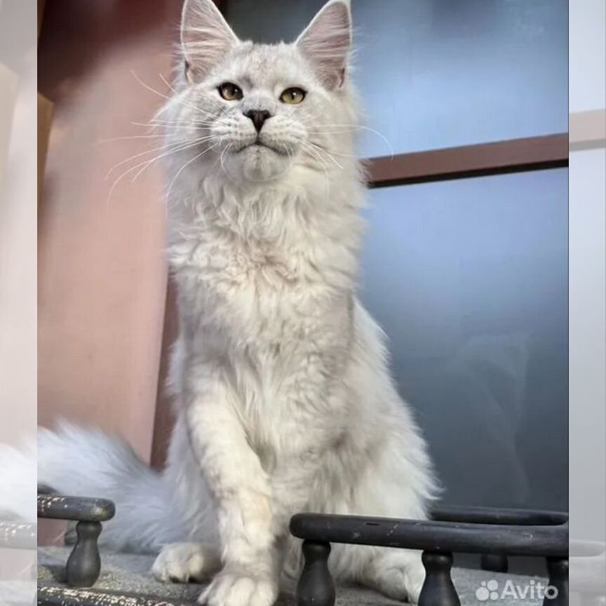 Мейн-кун котёнок