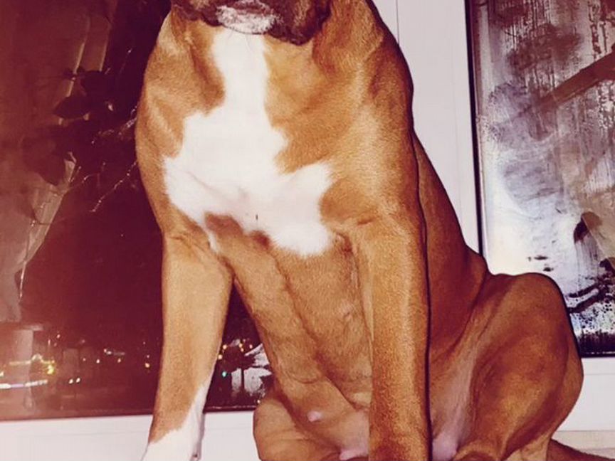 Собака в добрые руки стаф