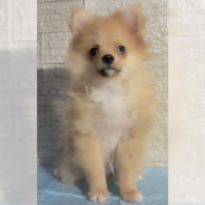 Голубоглазый малыш