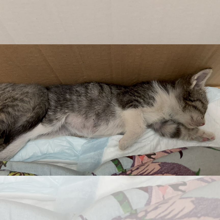 Котята бесплатно