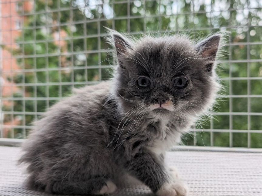 Котенок, бесплатно, серый пушистый