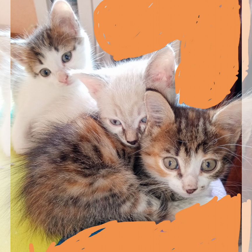 Котята, в добрые руки. Три кота, три хвоста)
