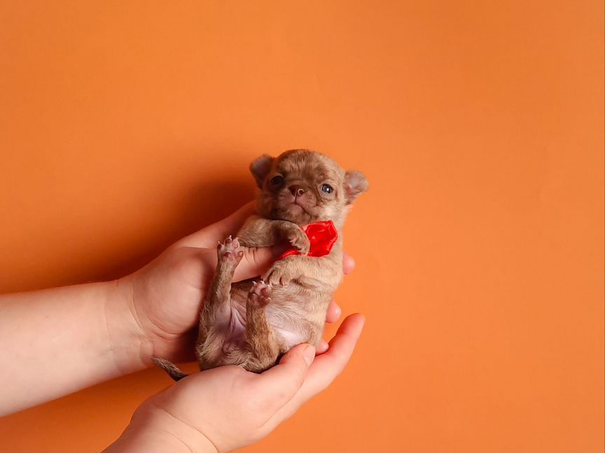 Малышка чихуа