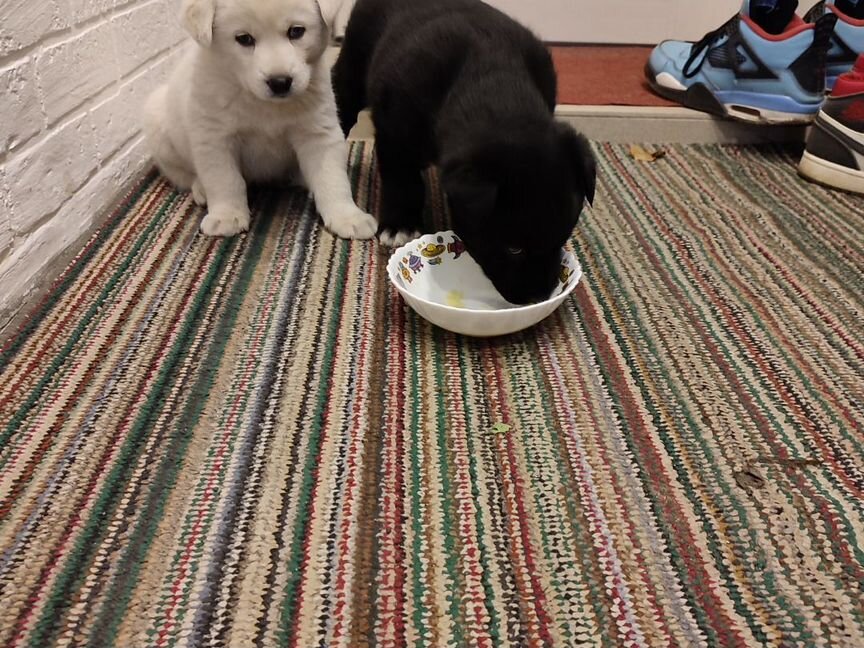 Метис хаски и лайки