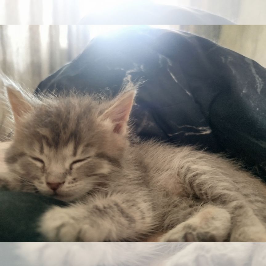 Мейн-кун котёнок