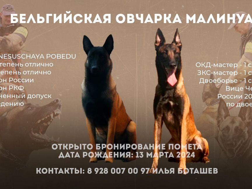 Продажа щенков и собак