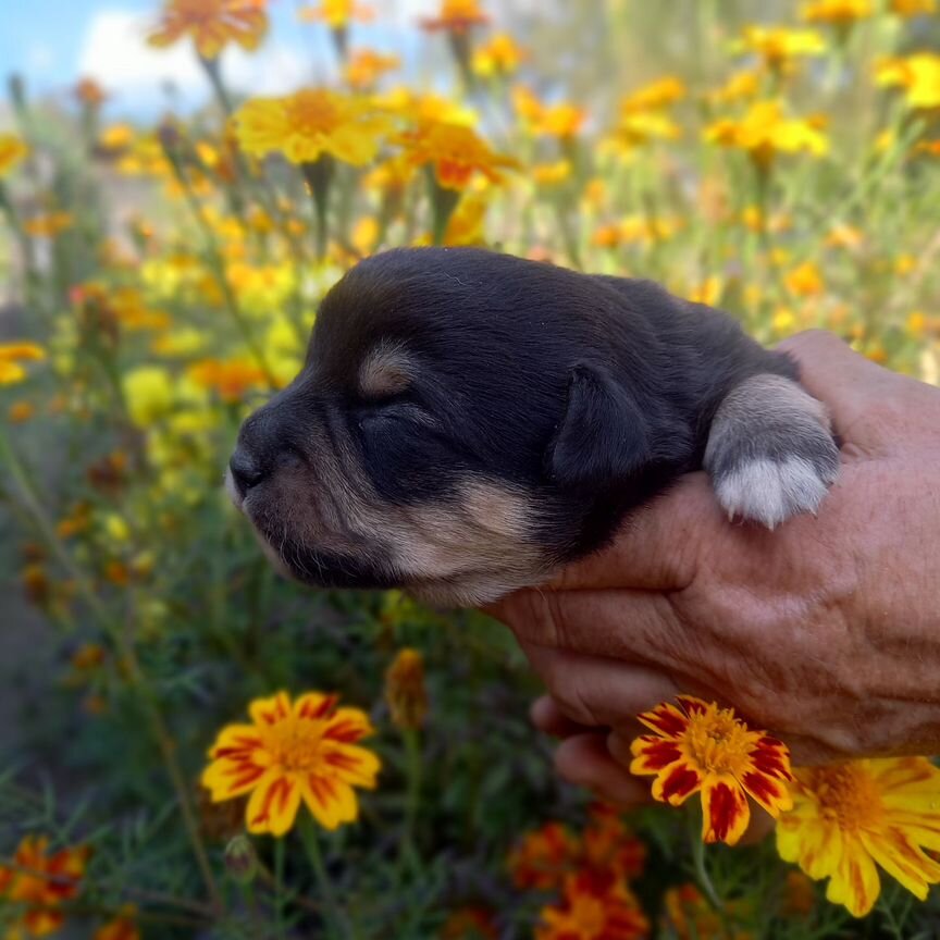 Щенки от маленькой собаки