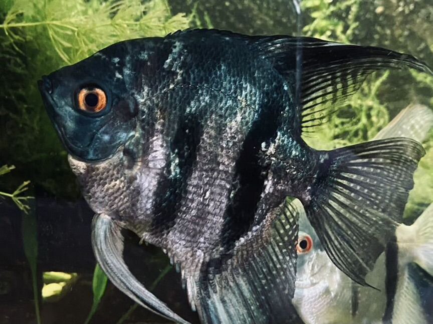 Рыба скалярия