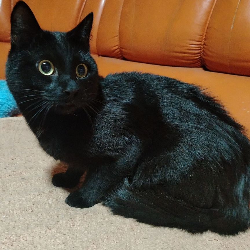 Взрослый кот в добрые руки