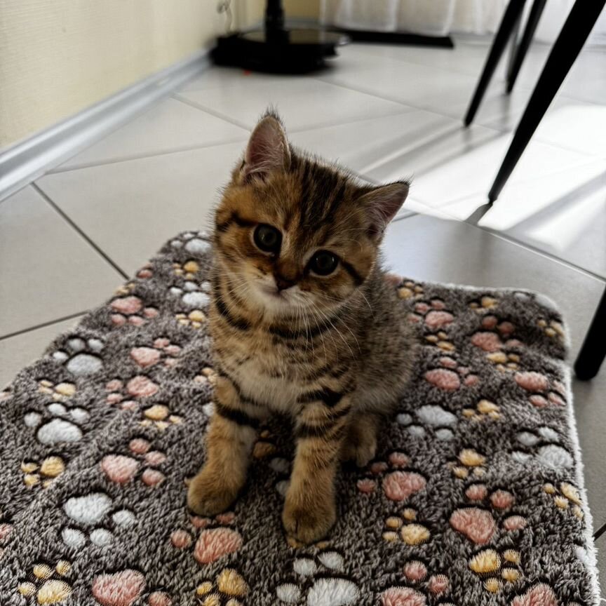 Шотландские котята