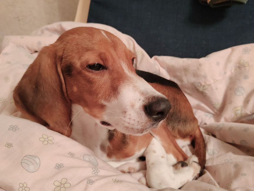 Бигль (эстонская гончая) 5 мес. Кабель