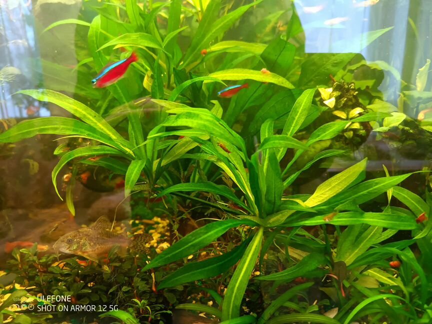 Эхинодорус Блехера