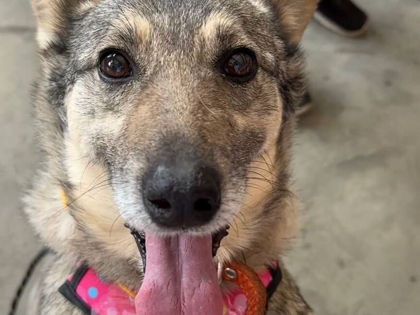 Собака неунывака весёлый Тимка из приюта