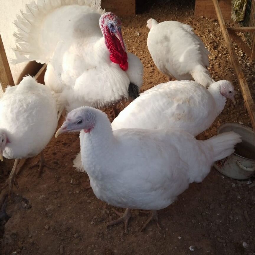 Продам индюков и индюшек