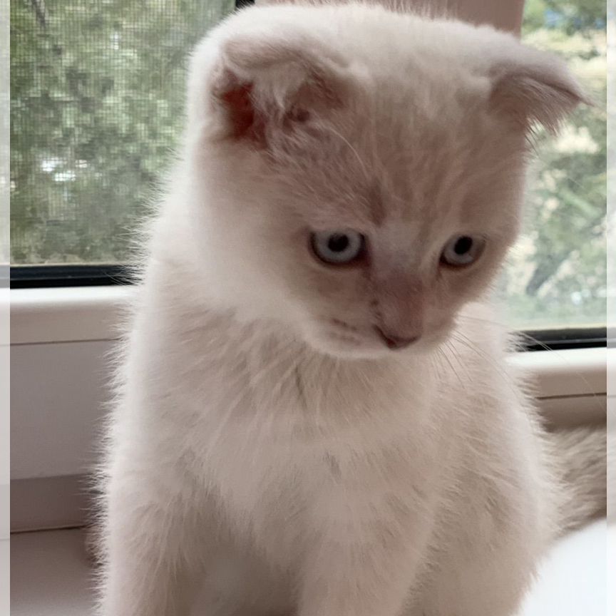 Шотландский котенок