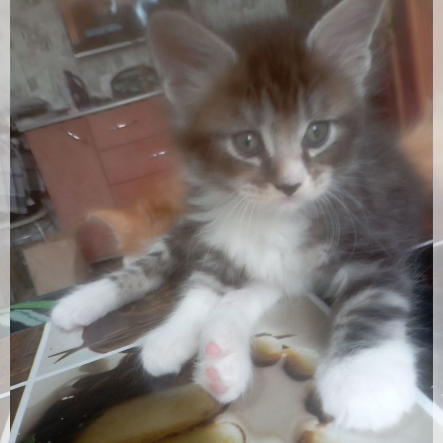 Кошечка