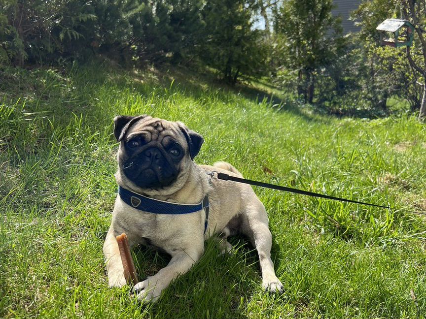 Мопс вязка мальчик