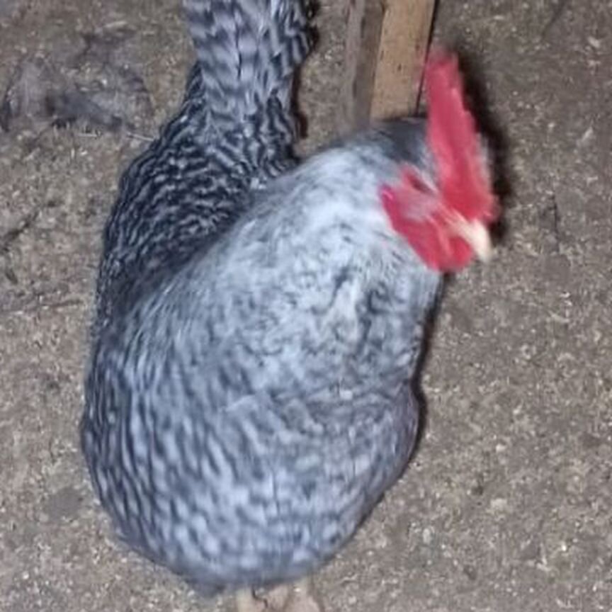 Петух доминант