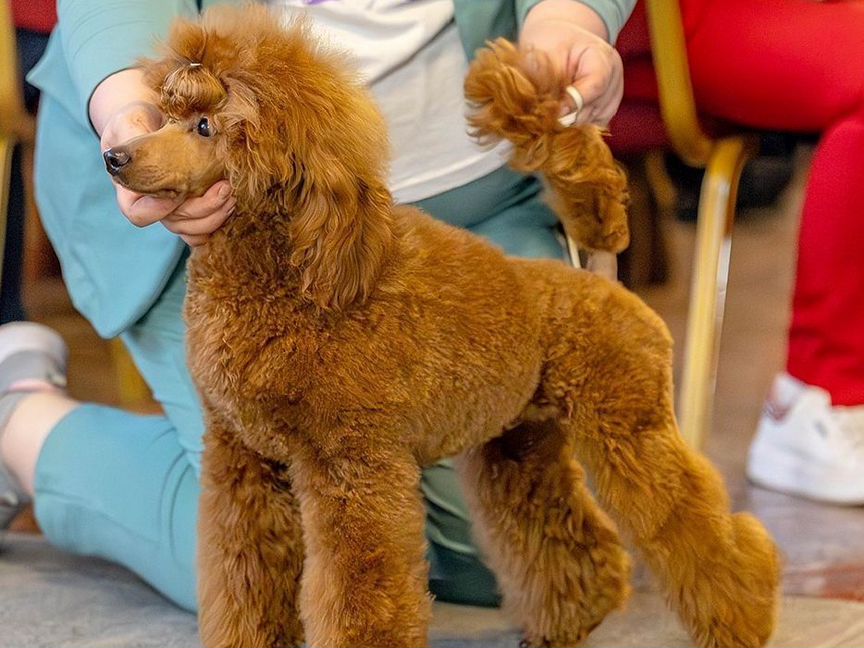 Миниатюрный пудель щенки