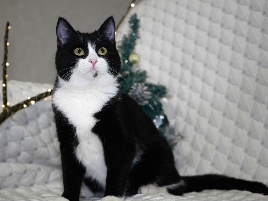 Котенок девочка в добрые руки