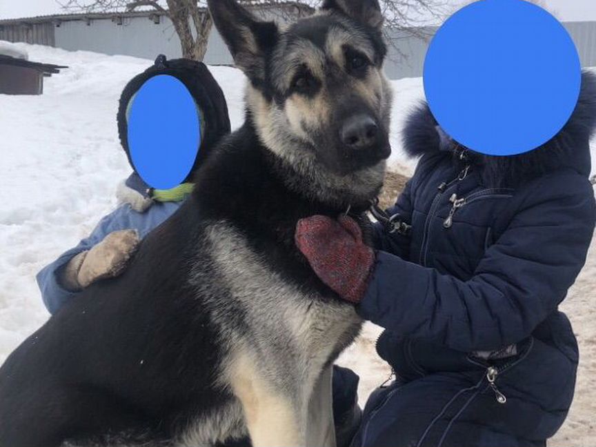 Щенки Восточно европейской овчарки