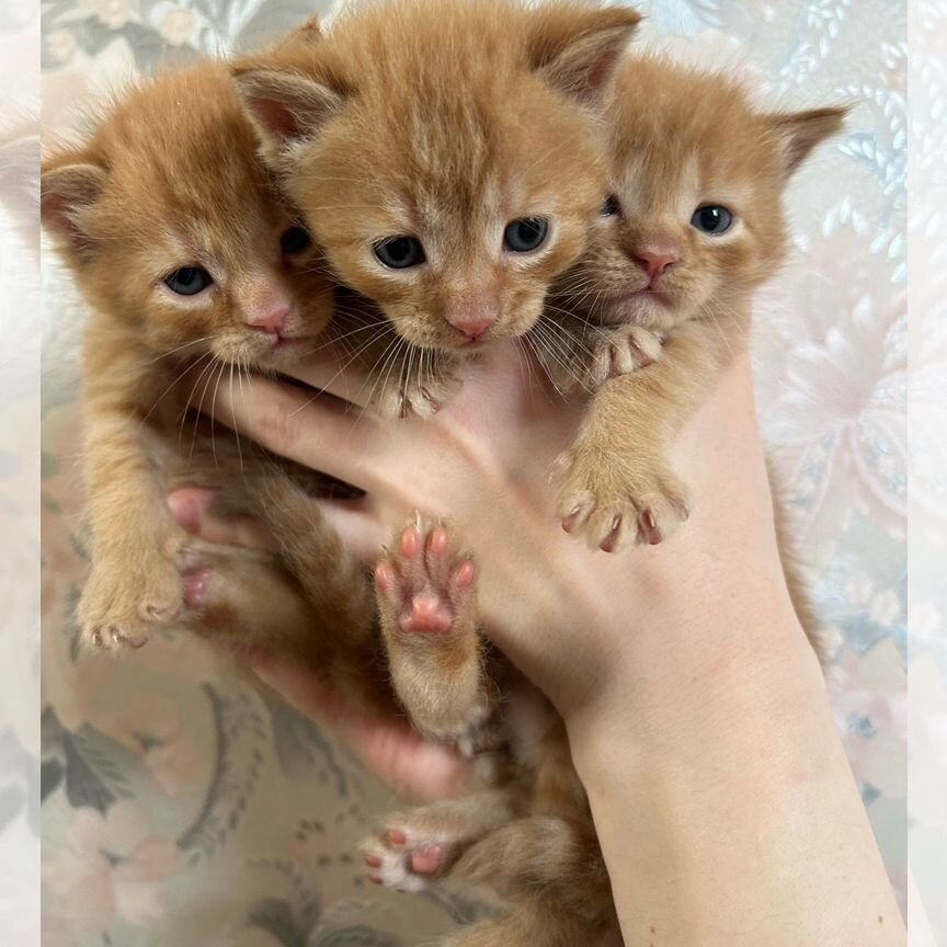 Котята
