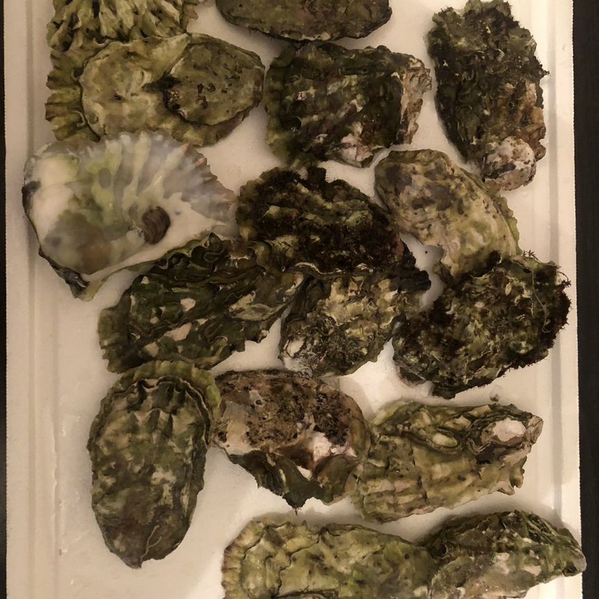 Панцирь окианической устрицы в аквариум комплект