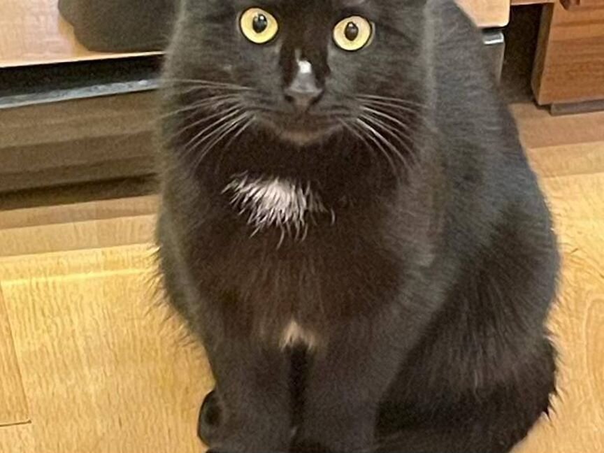 Молодая кошечка Дуся в добрые руки