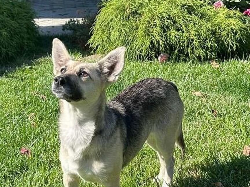 Собака в добрые руки отдам бесплатно