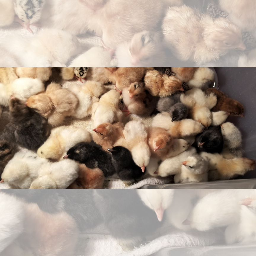 Цыплята домашние