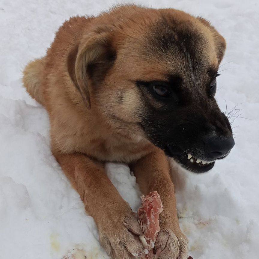 Московская сторожевая, щенок