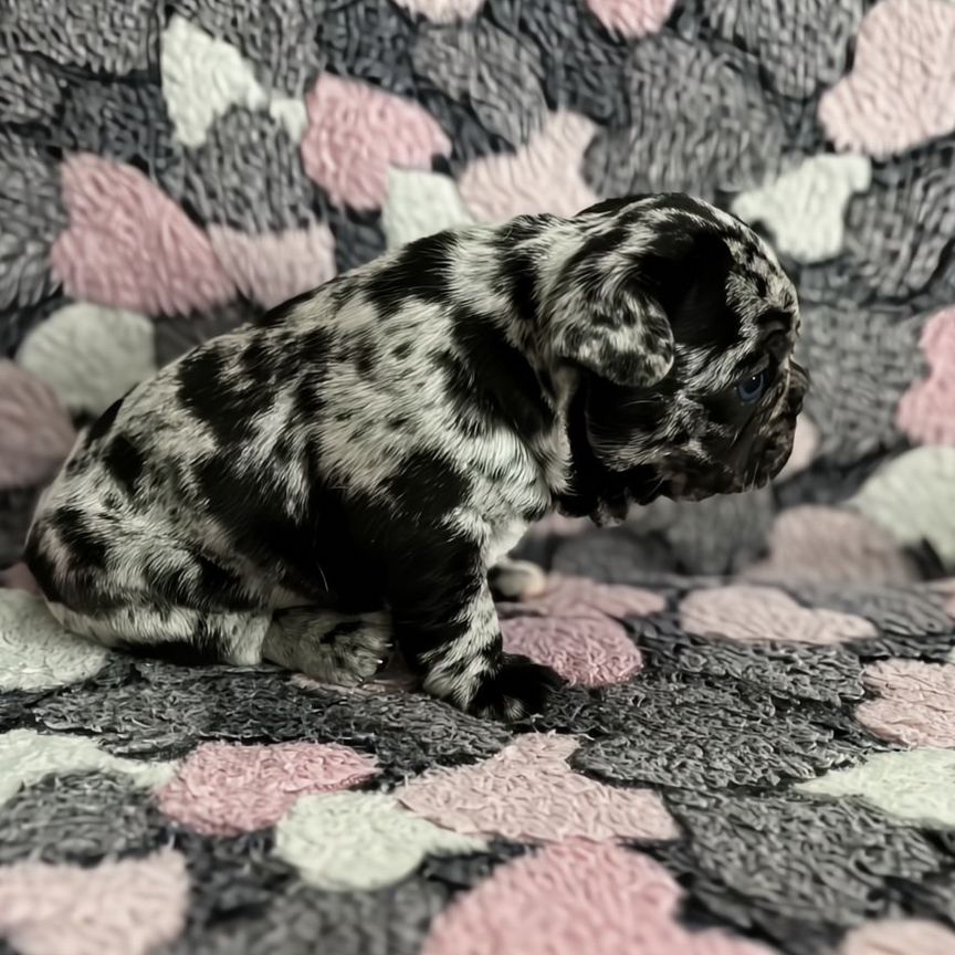 Французский бульдог, щенок