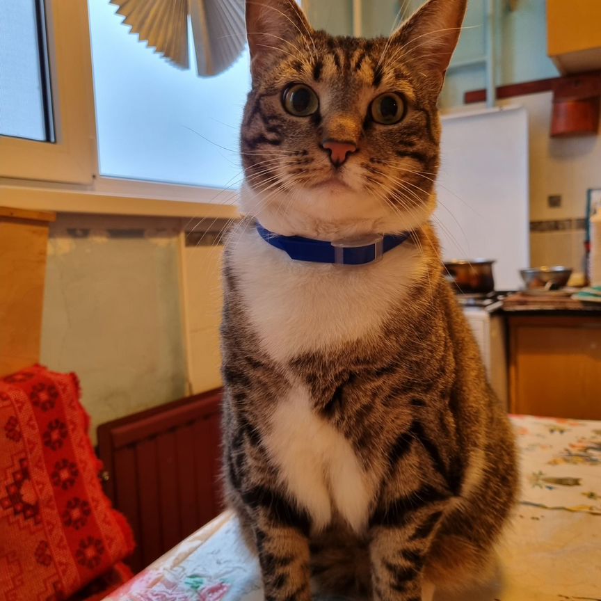 Кошка внимательно выслушает. Отдам